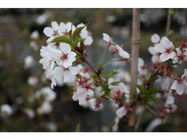 Wiśnia nippońska 'Ruby' (Prunus nipponica) - sadzonki w dobrej cenie ...