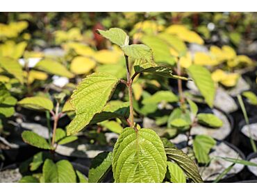 Kalina - gatunki, odmiany, sadzonki, uprawa | Szkółki Konieczko