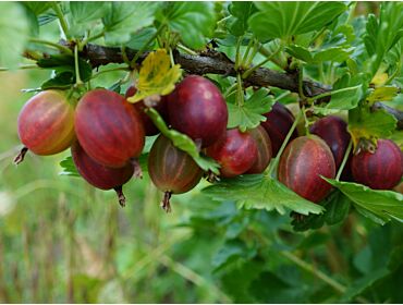 Agrest - Odmiany, sadzonki - Sklep Internetowy | Szkółki Konieczko