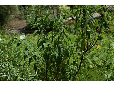 Barbula (Cariopteris) - odmiany, sadzonki, zastosowanie | Szkółki Konieczko