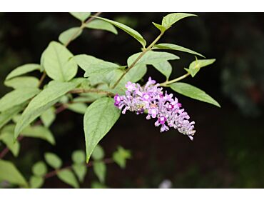 Budleja (Buddleia) - odmiany, sadzonki, zastosowanie | Szkółki Konieczko