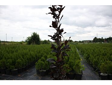 Buk (Fagus) - odmiany, sadzonki, zastosowanie | Szkółki Konieczko