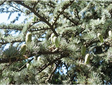 Cedr (Cedrus) - gatunki, odmiany, sadzonki | Szkółki Konieczko