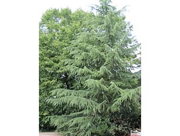 Cedr (Cedrus) - gatunki, odmiany, sadzonki | Szkółki Konieczko