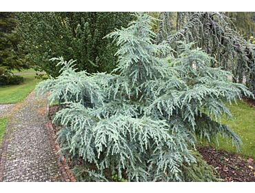 Cedr (Cedrus) - gatunki, odmiany, sadzonki | Szkółki Konieczko