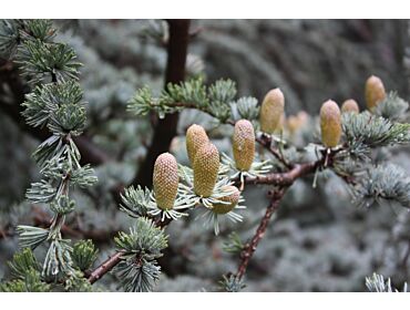 Cedr (Cedrus) - gatunki, odmiany, sadzonki | Szkółki Konieczko
