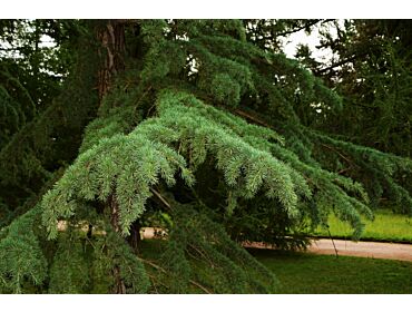 Cedr (Cedrus) - gatunki, odmiany, sadzonki | Szkółki Konieczko