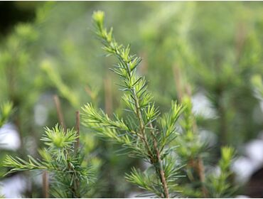 Cedr (Cedrus) - gatunki, odmiany, sadzonki | Szkółki Konieczko