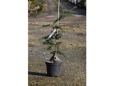 Cedr (Cedrus) - gatunki, odmiany, sadzonki | Szkółki Konieczko