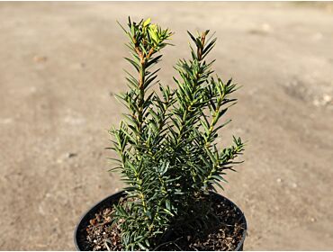 Cis - odmiany, sadzonki, zastosowanie | Szkółki Konieczko