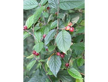 Rośliny ozdobne, drzewa i krzewy liściaste do ogrodu | Szkółki Konieczko