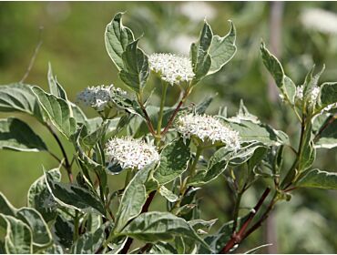 Dereń - gatunki, odmiany, sadzonki, uprawa | Szkółki Konieczko