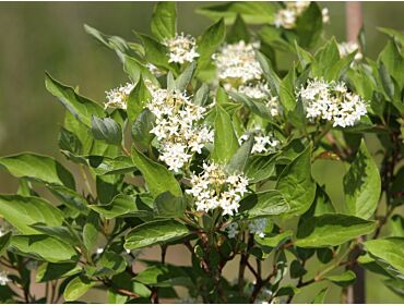Dereń - gatunki, odmiany, sadzonki, uprawa | Szkółki Konieczko