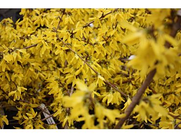 Forsycja (Forsythia) - odmiany, sadzonki, zastosowanie | Szkółki Konieczko