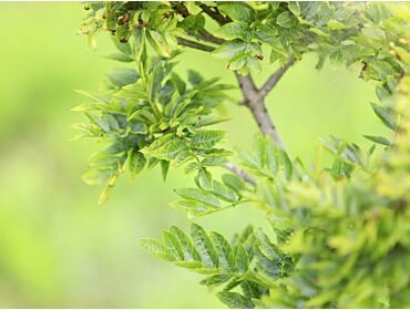 Jesion (Fraxinus) - odmiany, sadzonki, zastosowanie | Szkółki Konieczko