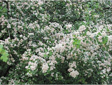 Jak wygląda głóg? Uprawa, Właściwości i Pielęgnacja Głogu | Szkółki ...