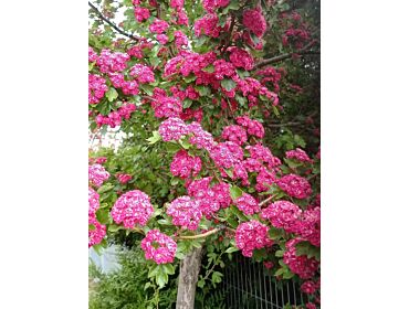 Głóg (Crataegus) - odmiany, sadzonki, uprawa | Szkółki Konieczko