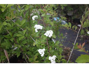 Głóg (Crataegus) - odmiany, sadzonki, uprawa | Szkółki Konieczko