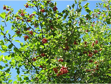 Jak wygląda głóg? Uprawa, Właściwości i Pielęgnacja Głogu | Szkółki ...