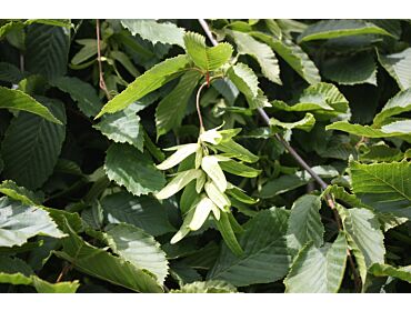 Grab (Carpinus) - odmiany, sadzonki, zastosowanie | Szkółki Konieczko