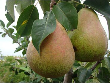 Grusze - odmiany, uprawa, sadzonki | Szkółki Konieczko