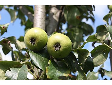 Grusza (Pyrus) - odmiany, sadzonki, zastosowanie | Szkółki Konieczko