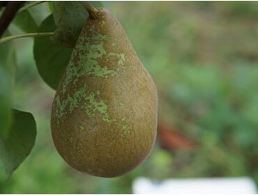 Grusze - odmiany, uprawa, sadzonki | Szkółki Konieczko