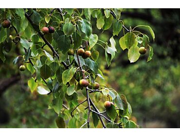 Grusza (Pyrus) - odmiany, sadzonki, zastosowanie | Szkółki Konieczko