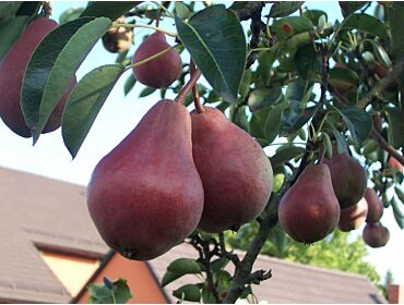 Grusze - odmiany, uprawa, sadzonki | Szkółki Konieczko