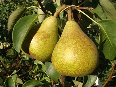 Grusze - odmiany, uprawa, sadzonki | Szkółki Konieczko