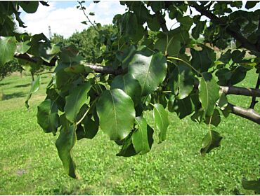 Drzewa ozdobne kwitnące | Szkółki Konieczko