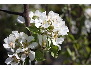 Drzewa ozdobne kwitnące | Szkółki Konieczko
