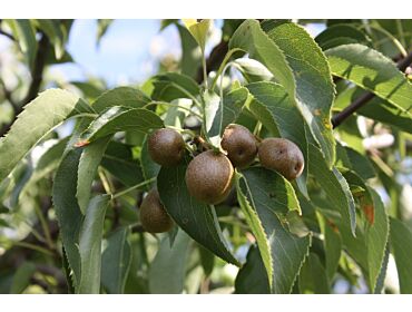 Drzewa ozdobne kwitnące | Szkółki Konieczko