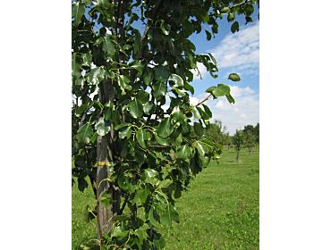 Drzewa ozdobne kwitnące | Szkółki Konieczko