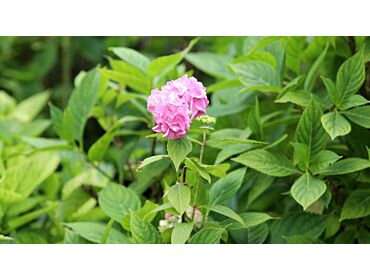 Hortensja (Hydrangea) - odmiany, sadzonki, zastosowanie cieniolubne ...