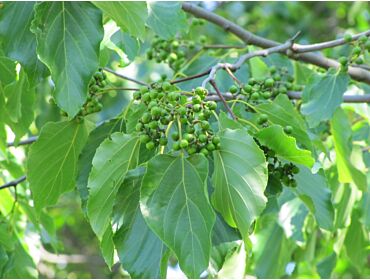 Rośliny ozdobne, drzewa i krzewy liściaste do ogrodu | Szkółki Konieczko