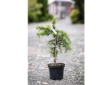 Cedr (Cedrus) - gatunki, odmiany, sadzonki | Szkółki Konieczko