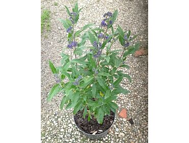 Barbula (Cariopteris) - odmiany, sadzonki, zastosowanie | Szkółki Konieczko