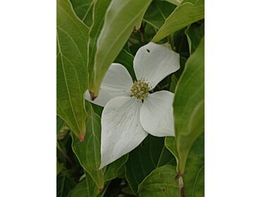 Krzewy ozdobne szczepione na pniu | Szkółki Konieczko