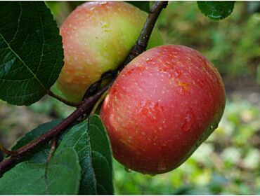 Jabłonie - sadzonki jabłoni - stare i nowe odmiany | Szkółki Konieczko