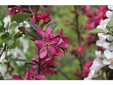 Jabłonie rajskie ozdobne - odmiany, sadzonki, zastosowanie | Szkółki ...