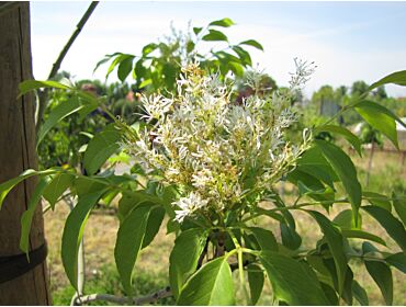 Jesion (Fraxinus) - odmiany, sadzonki, zastosowanie | Szkółki Konieczko