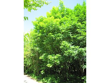 Jesion (Fraxinus) - odmiany, sadzonki, zastosowanie | Szkółki Konieczko