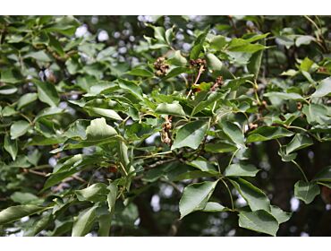 Jesion (Fraxinus) - odmiany, sadzonki, zastosowanie | Szkółki Konieczko