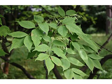 Jesion (Fraxinus) - odmiany, sadzonki, zastosowanie | Szkółki Konieczko