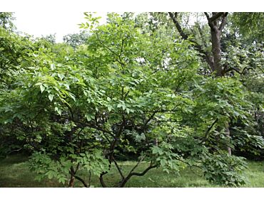 Jesion (Fraxinus) - odmiany, sadzonki, zastosowanie | Szkółki Konieczko