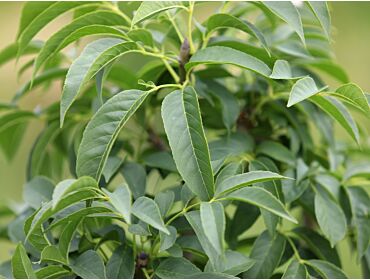 Jesion (Fraxinus) - odmiany, sadzonki, zastosowanie | Szkółki Konieczko