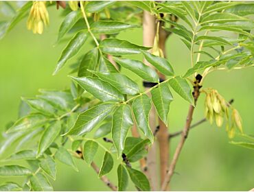 Jesion (Fraxinus) - odmiany, sadzonki, zastosowanie | Szkółki Konieczko