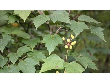 Kalina - gatunki, odmiany, sadzonki, uprawa | Szkółki Konieczko