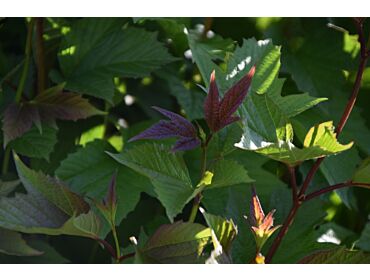 Kalina - gatunki, odmiany, sadzonki, uprawa | Szkółki Konieczko